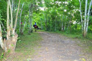 Horse Lovers: Horse Riding Adventures at Flametree Stables in Uganda